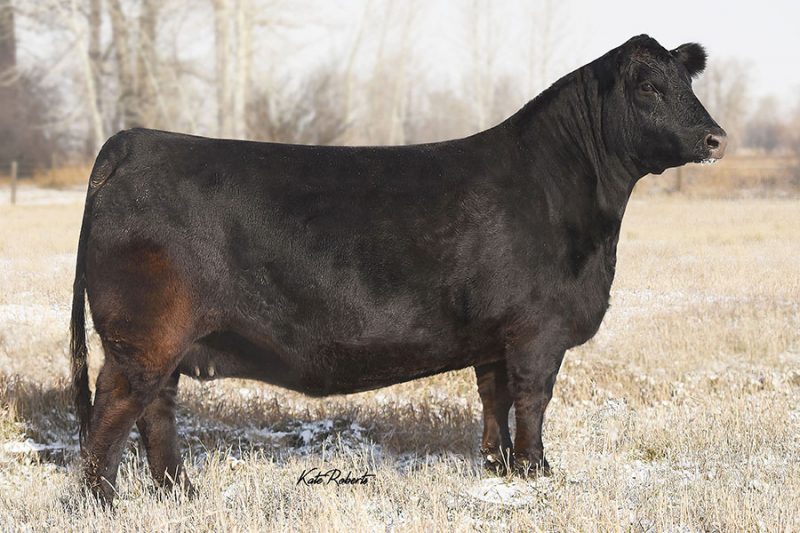 SIRES – Conley Cattle