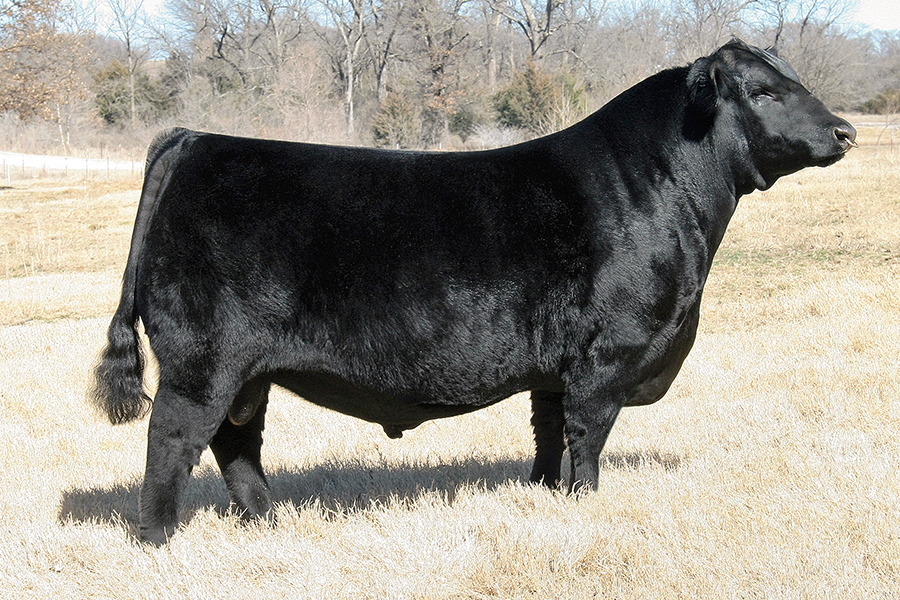SIRES – Conley Cattle
