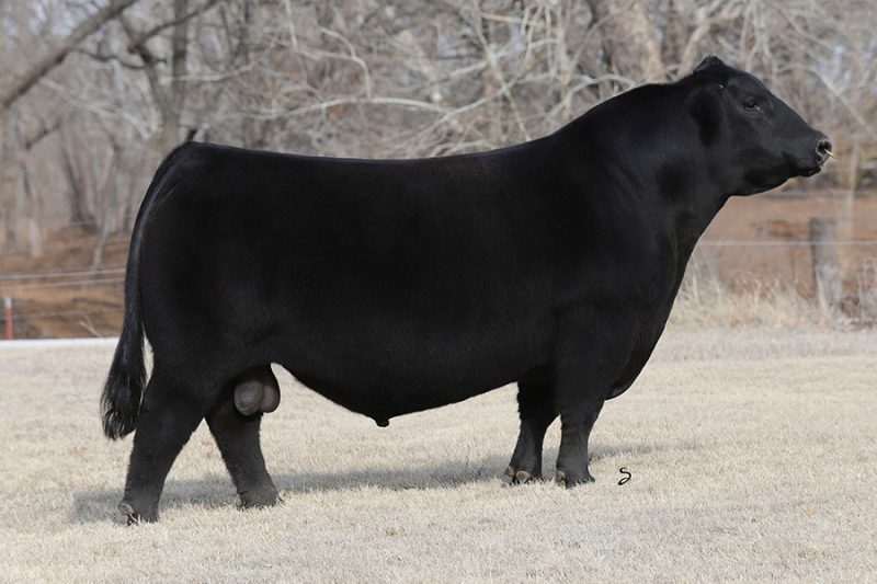SIRES – Conley Cattle