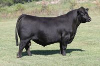 SIRES – Conley Cattle