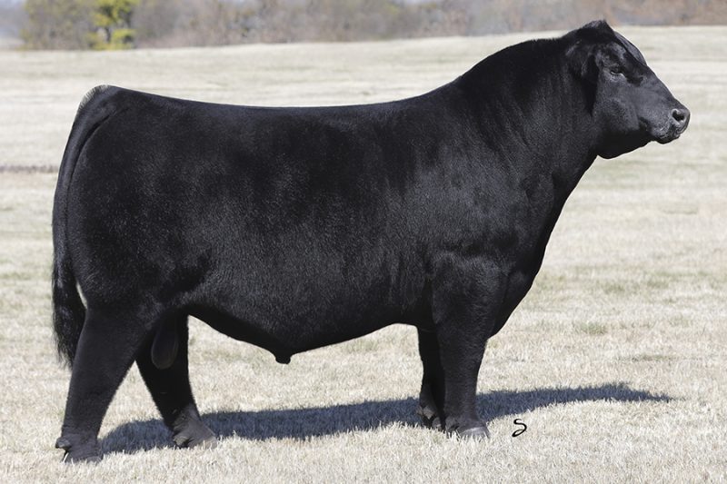 SIRES – Conley Cattle