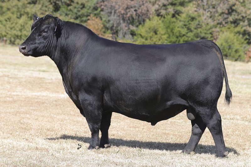 SIRES – Conley Cattle