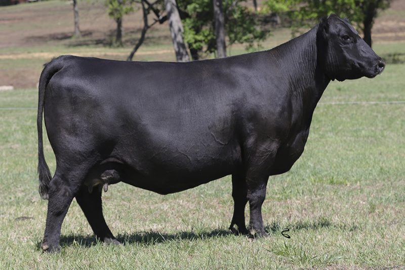 DONORS – Conley Cattle