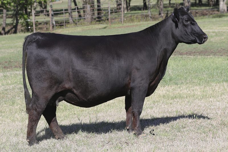 DONORS – Conley Cattle