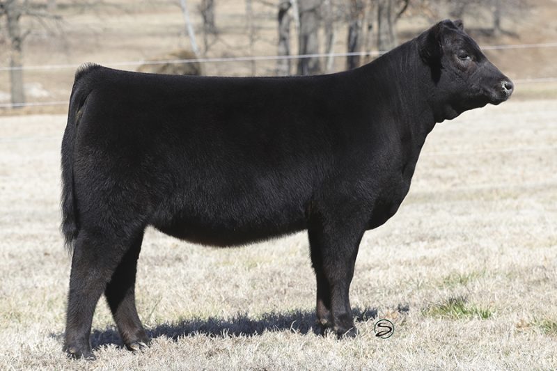UPCOMING SALES – Conley Cattle