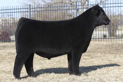 SIRES – Conley Cattle