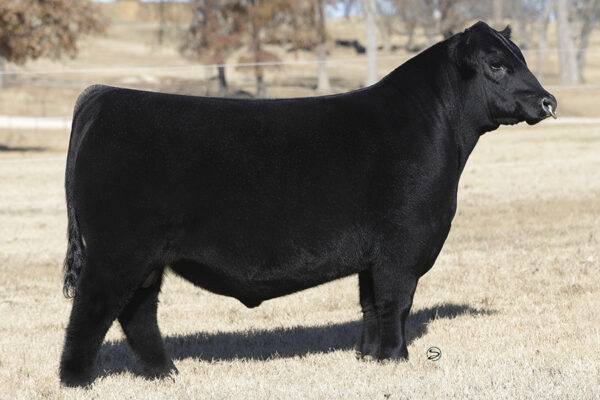 SIRES – Conley Cattle