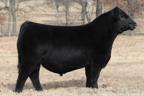 2022 Annual Bull Sale – Conley Cattle