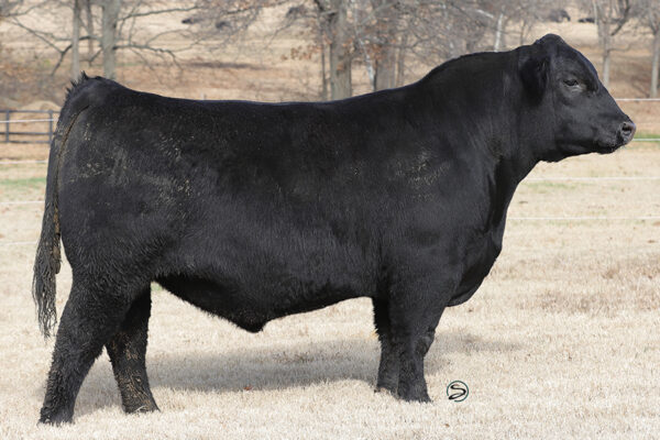 2022 Annual Bull Sale – Conley Cattle