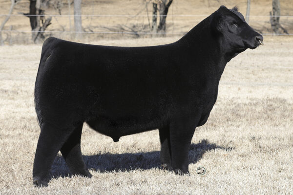 2022 Spring Production Sale – Conley Cattle