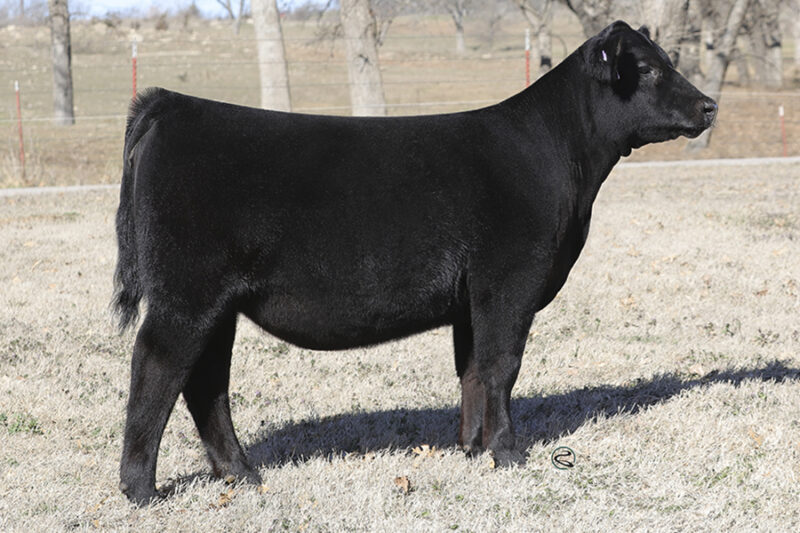 2023 Spring Production Sale – Conley Cattle
