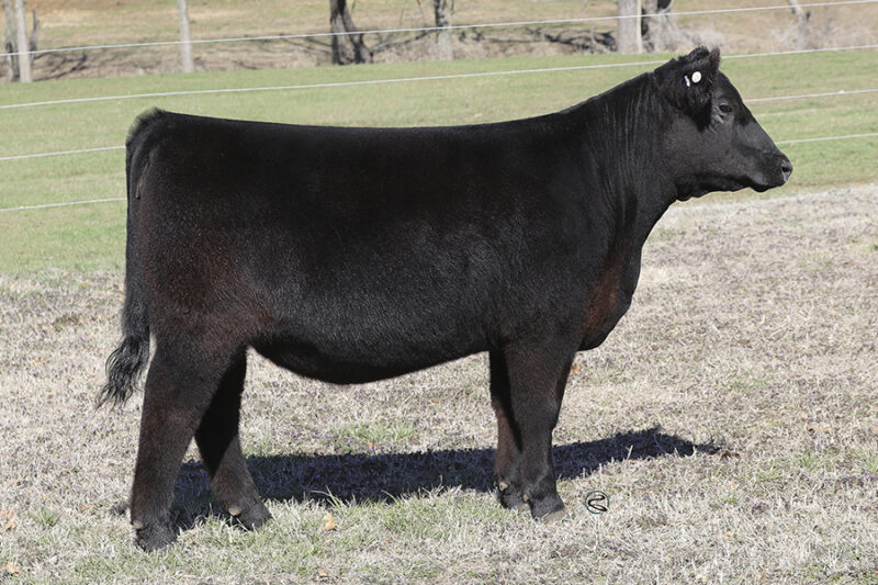 2023 Spring Production Sale – Conley Cattle