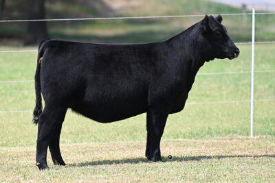 2024 Annual Fall Female Sale – Conley Cattle