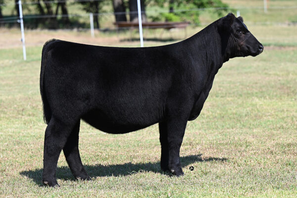 2024 Annual Fall Female Sale – Conley Cattle