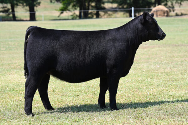 2024 Annual Fall Female Sale – Conley Cattle