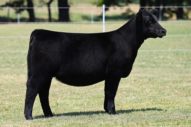 2024 Annual Fall Female Sale – Conley Cattle