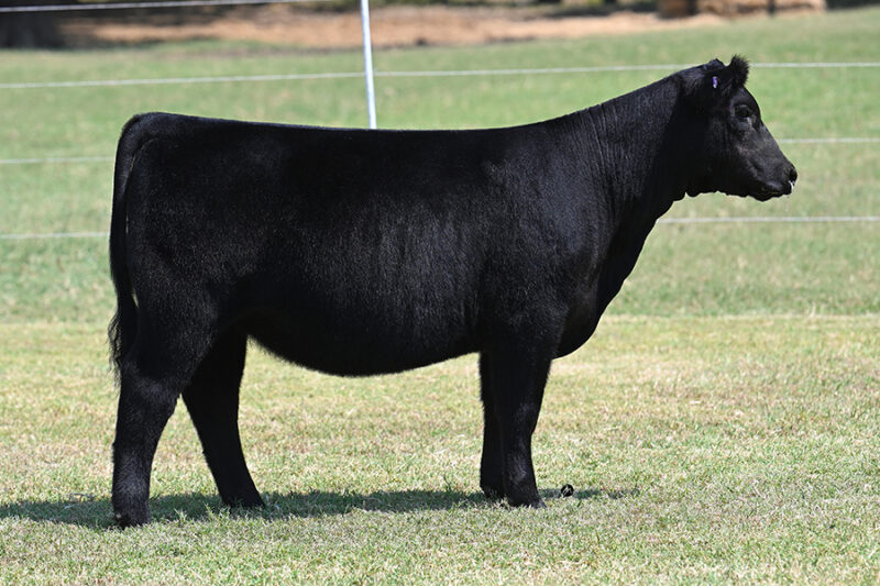 2024 Annual Fall Female Sale – Conley Cattle