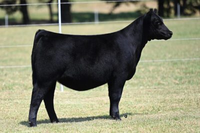 2024 Annual Fall Female Sale – Conley Cattle