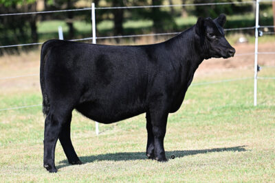 2024 Annual Fall Female Sale – Conley Cattle