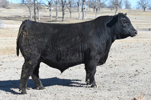 2025 Annual Bull Sale – Conley Cattle