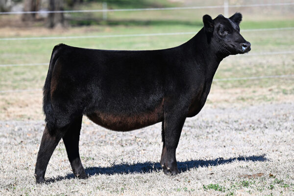 2025 Spring Production Sale – Conley Cattle